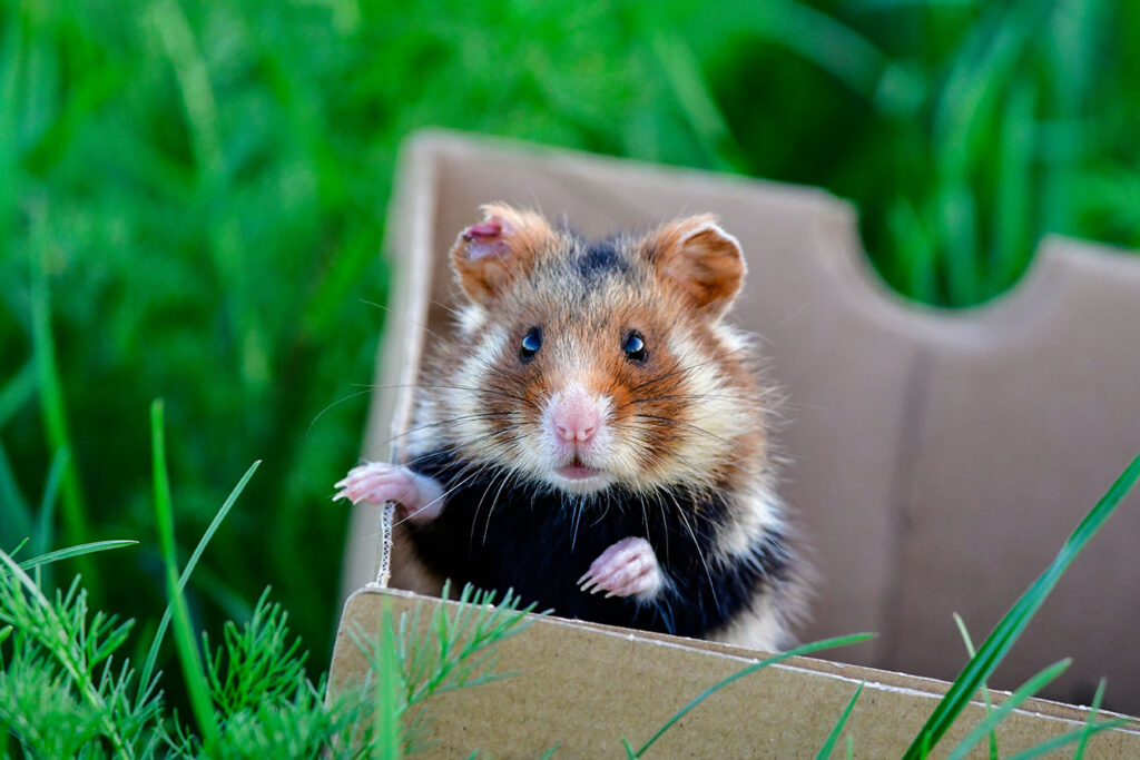 Rongeurs - Baumel Point Vert